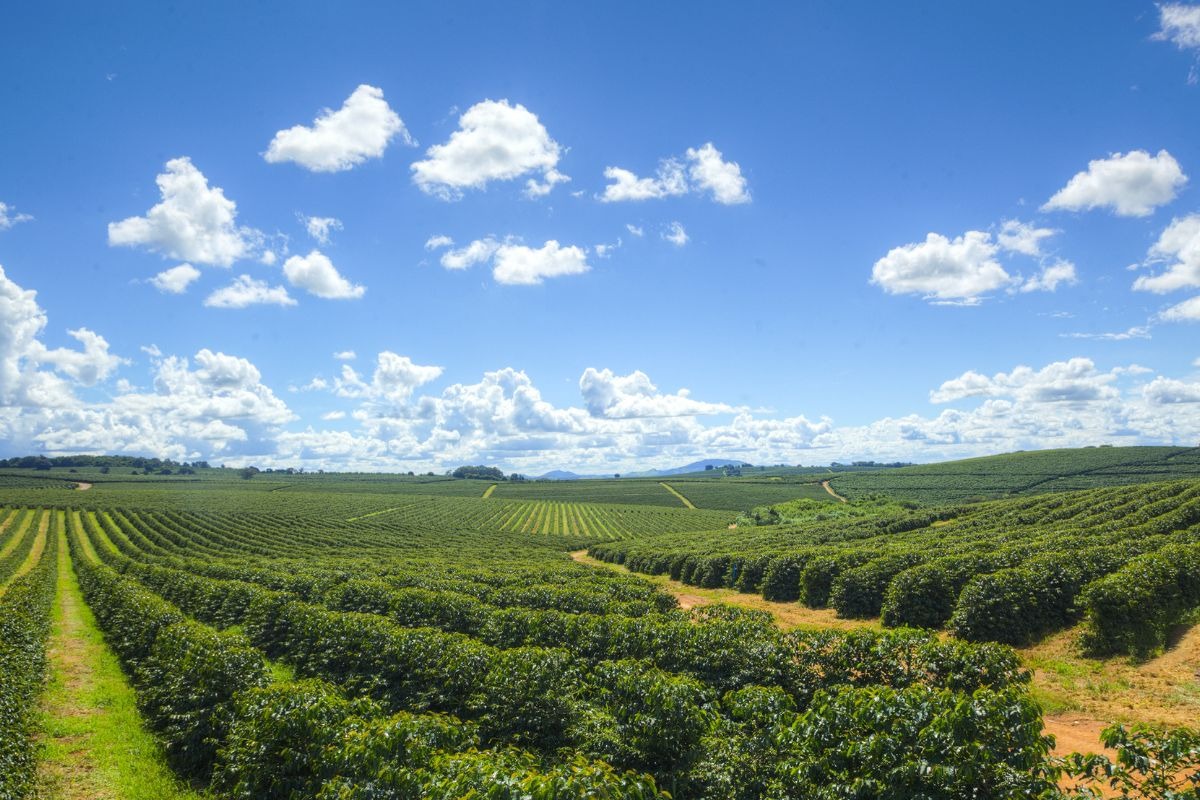 A maior fazenda de café do mundo, que se estende por 5.500 hectares e ...